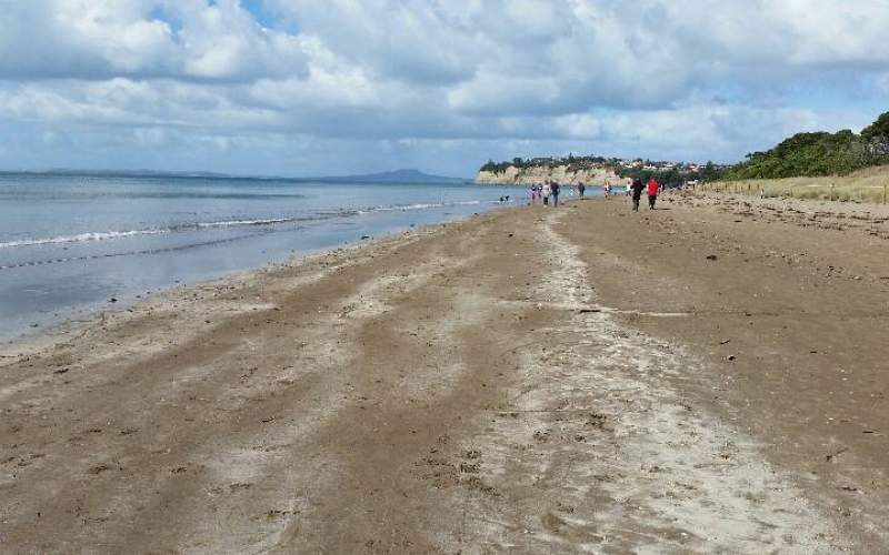 Long Bay Regional Park | Freedom/Basic Camp | New Zealand